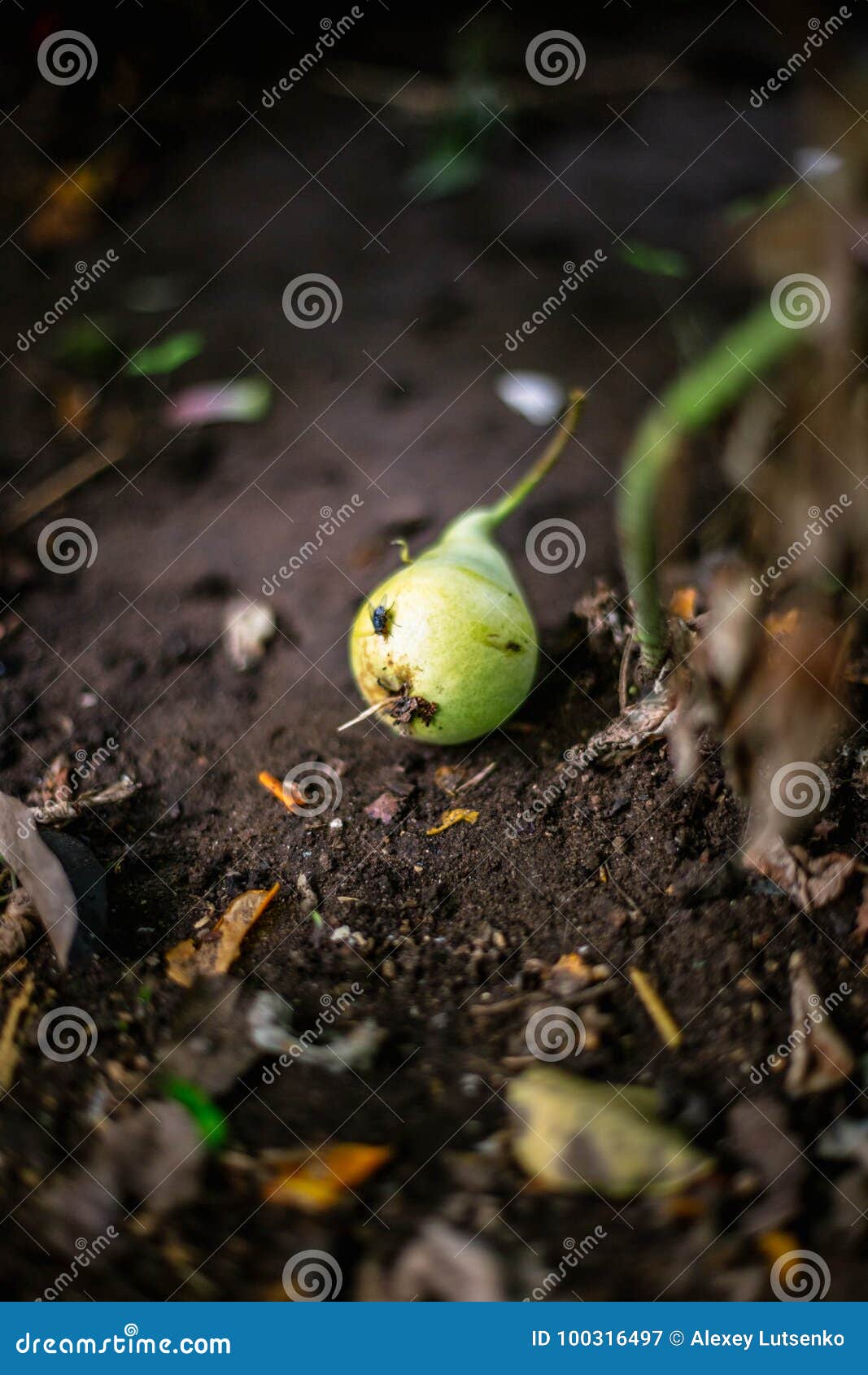 Rotten pear on the ground stock image. Image of ecological - 100316497