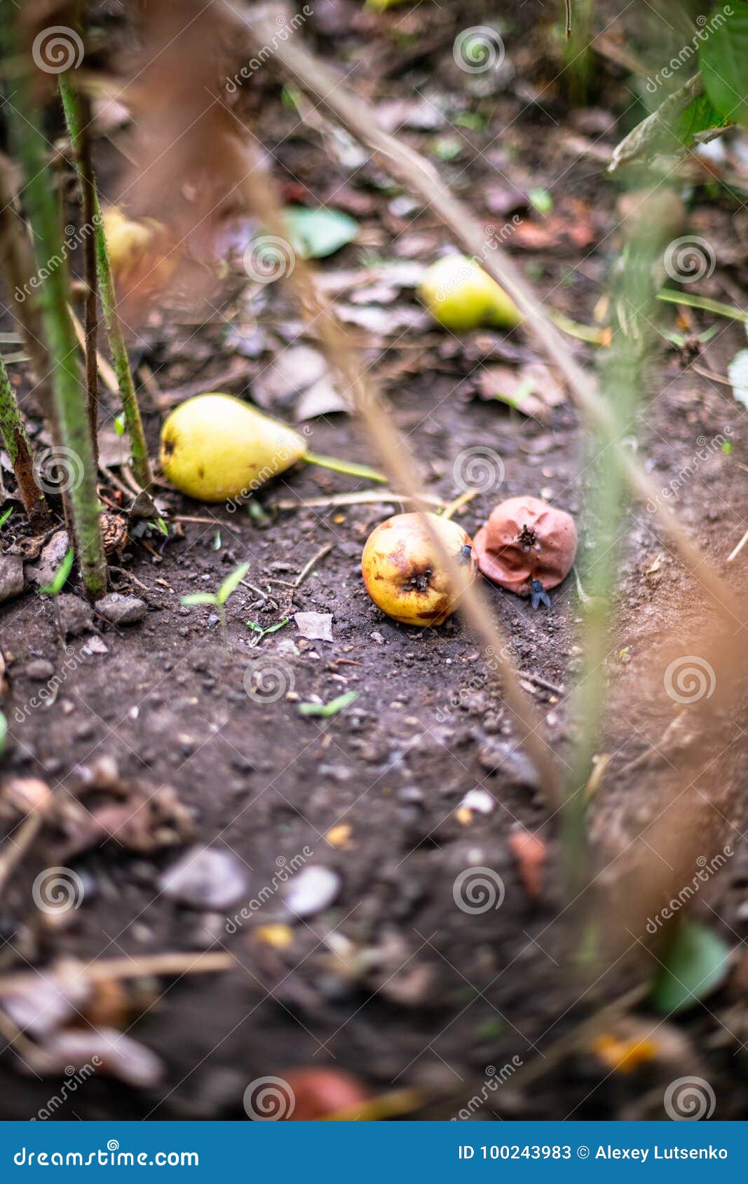 Rotten pear on the ground stock image. Image of agriculture - 100243983