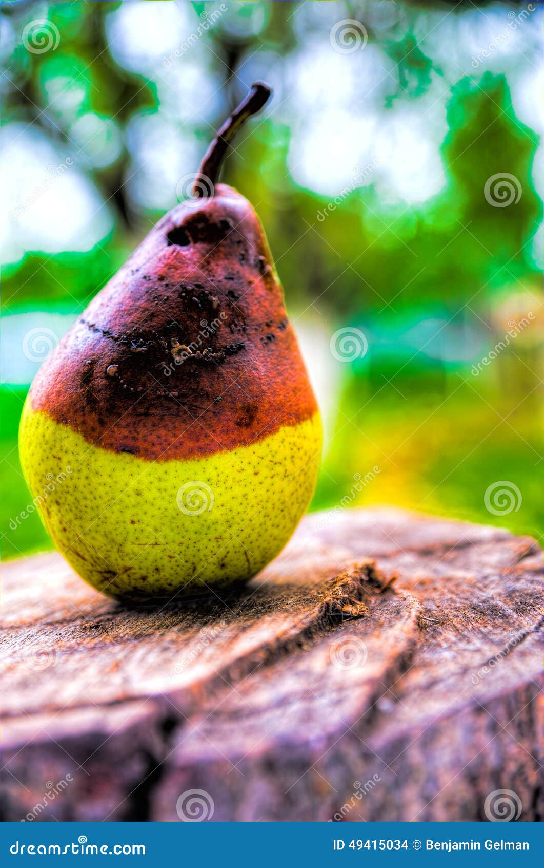 Rotten pear stock photo. Image of fermenting, color, mildew - 49415034