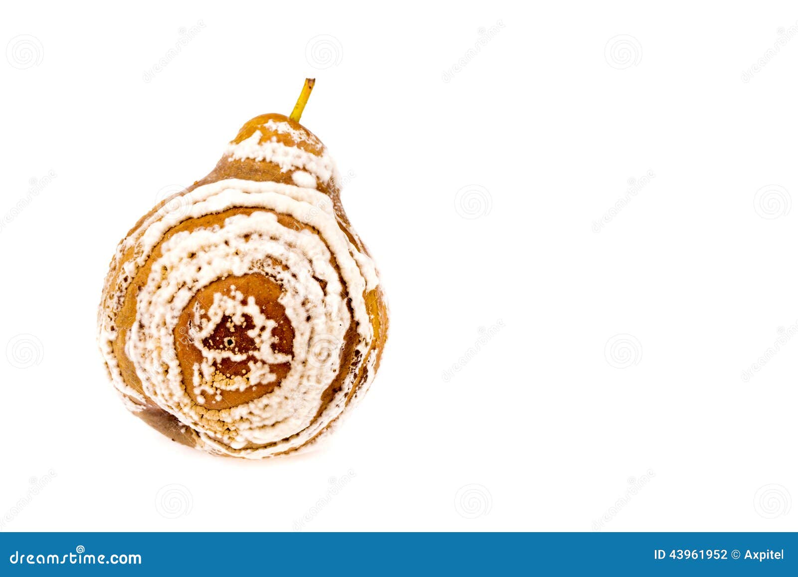 Rotten pear isolated stock photo. Image of fruit, disgust - 43961952