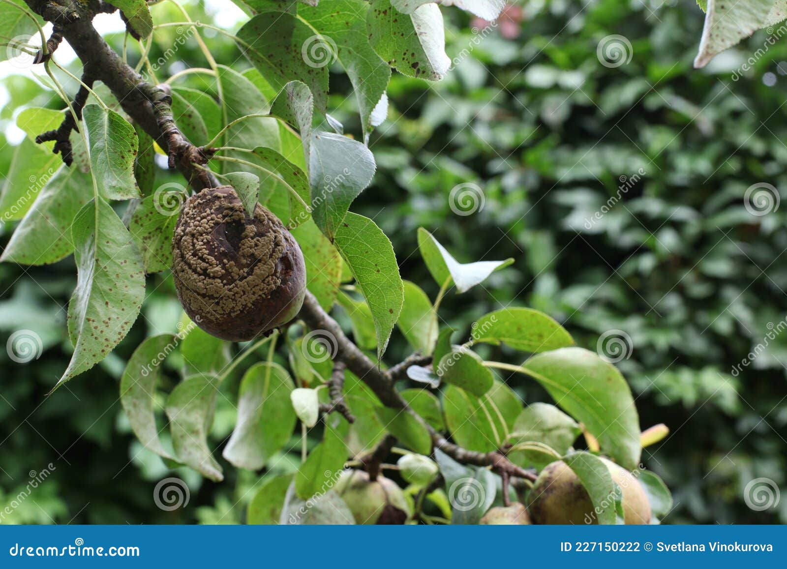 A Rotten Pear on a Tree Branch. Infected Trees. Stock Photo - Image of ...