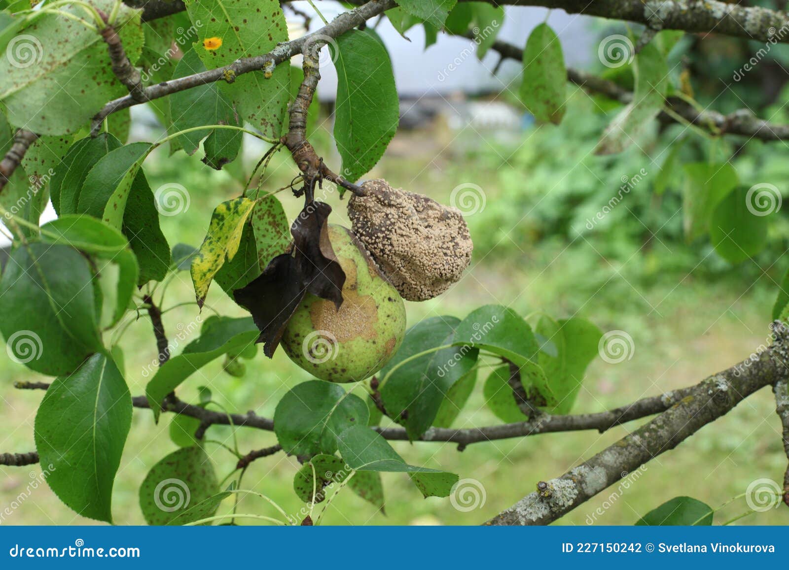 A Rotten Pear on a Tree Branch. Infected Trees. Stock Photo - Image of ...