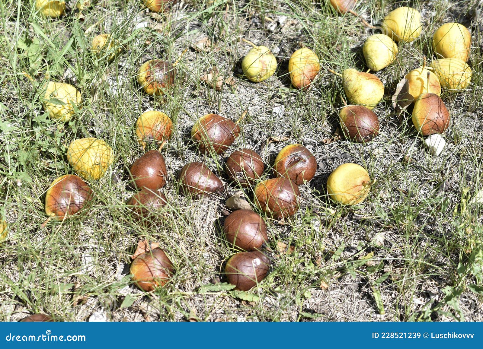 Rotten Pears in the Garden on the Ground Stock Image - Image of nature ...