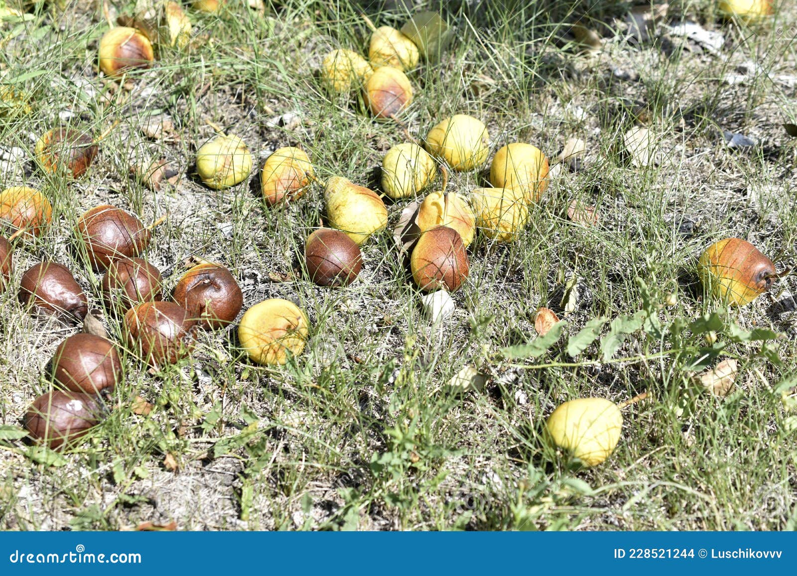 Rotten Pears in the Garden on the Ground Stock Photo - Image of ...