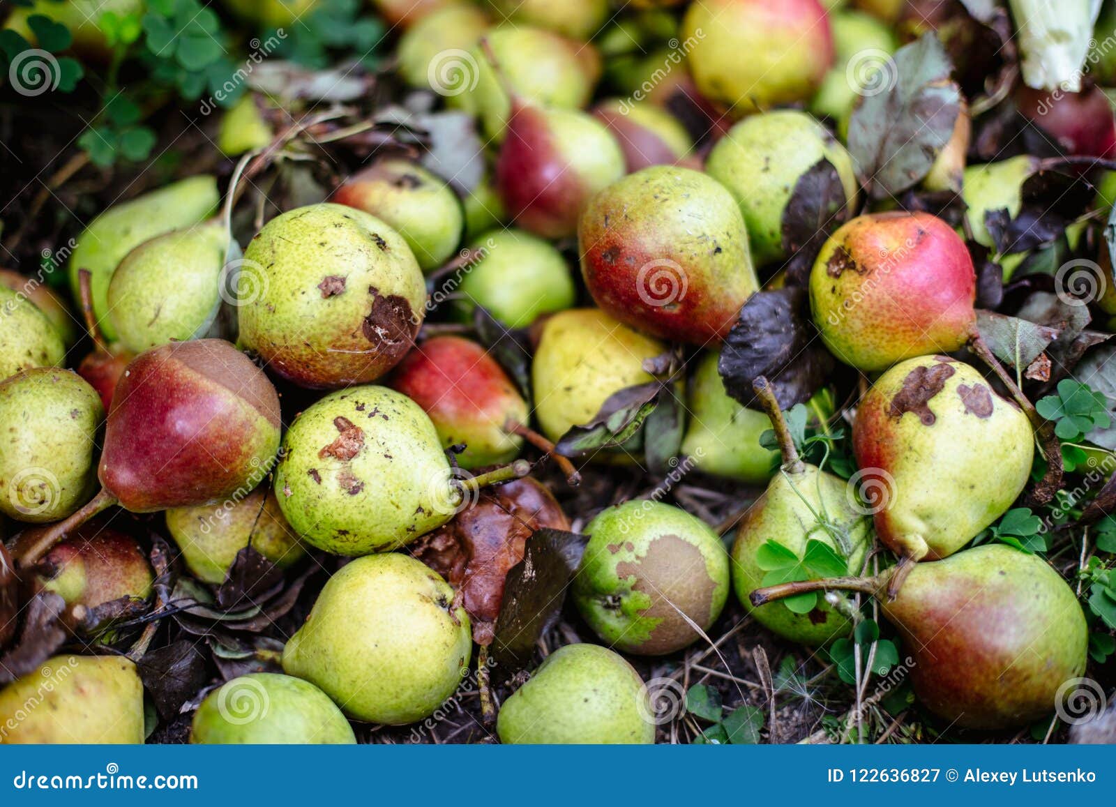 Rotten pears on the ground stock image. Image of ground - 122636827