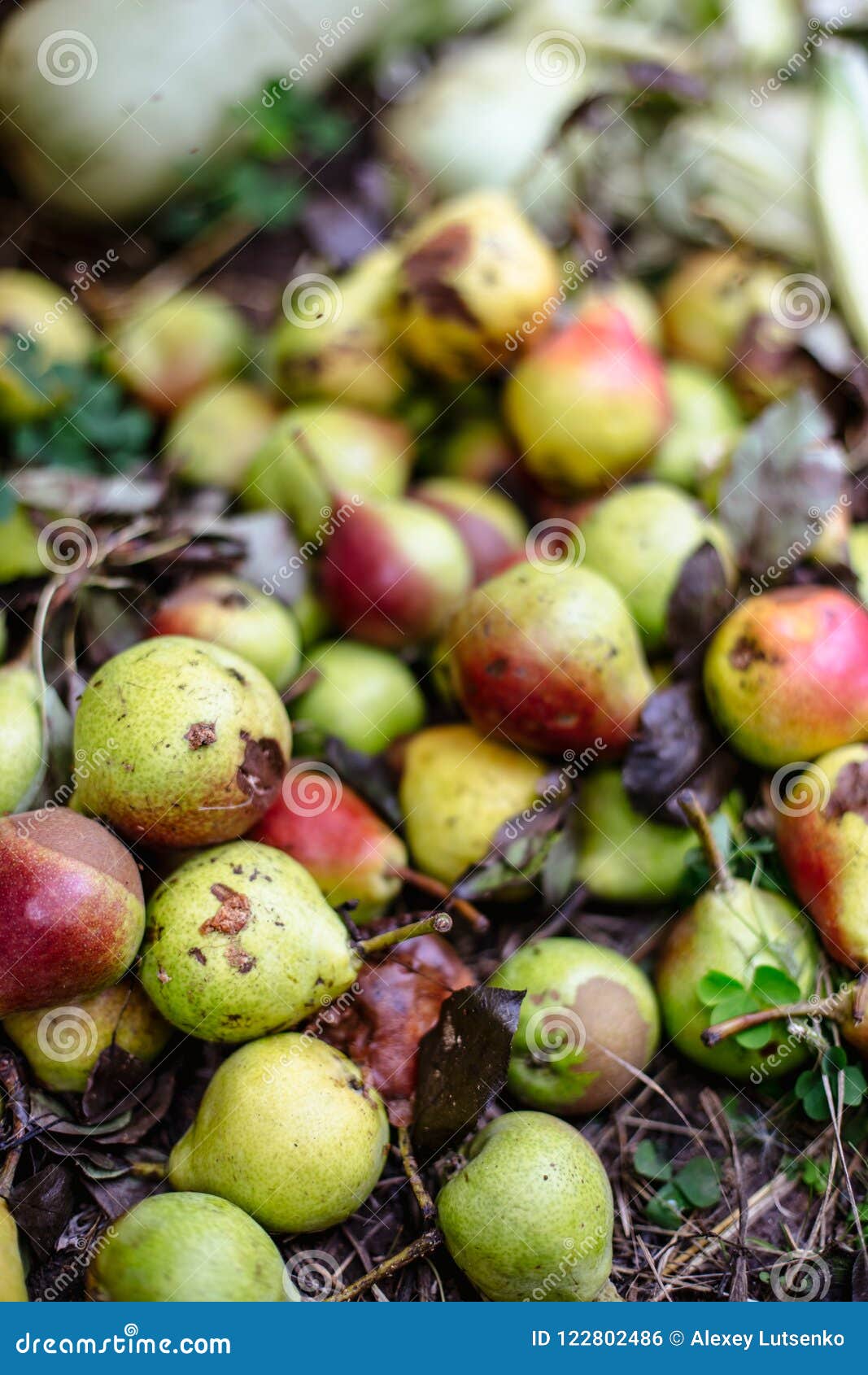 Rotten pears on the ground stock photo. Image of autumn - 122802486
