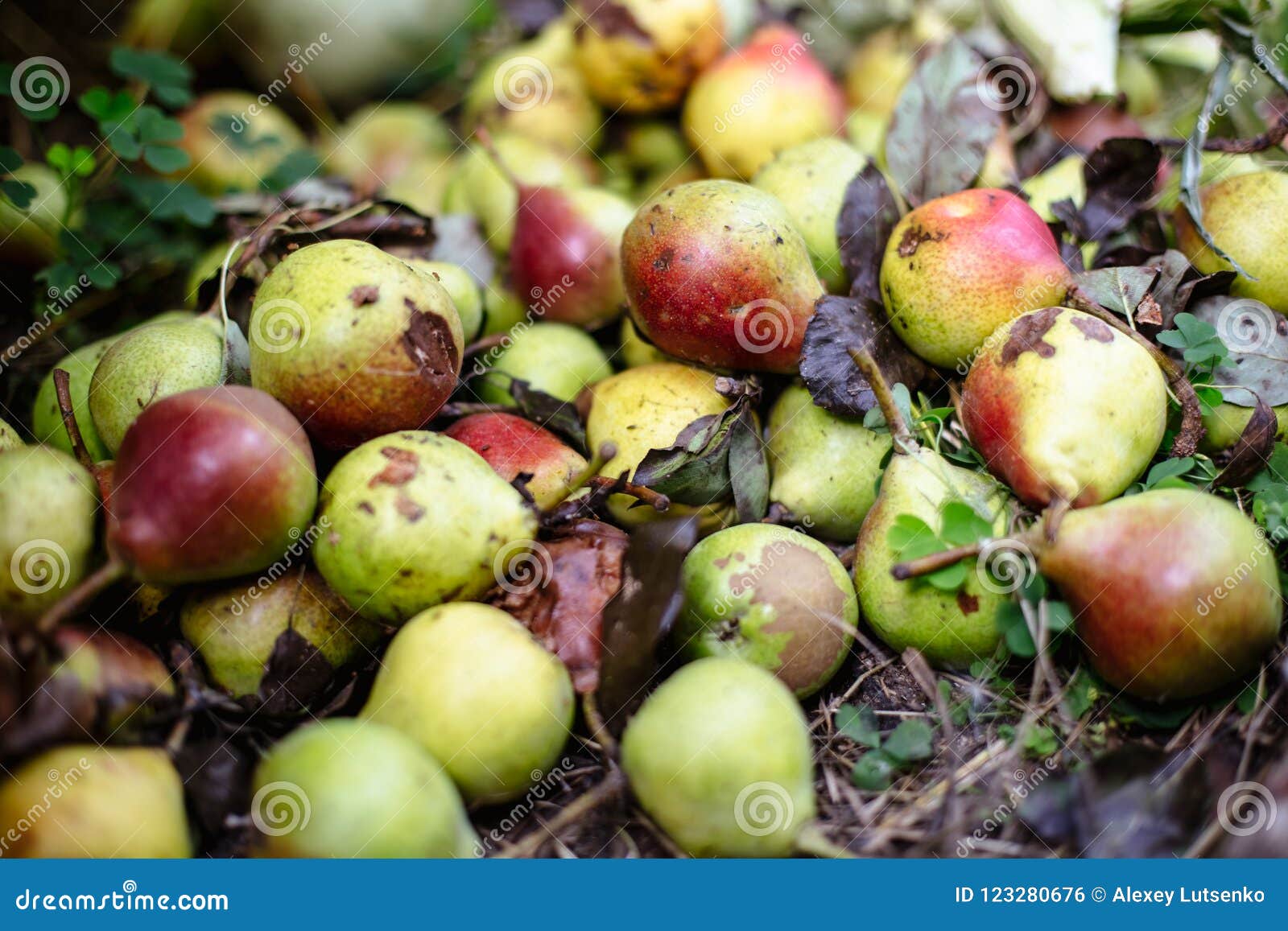 Rotten pears on the ground stock photo. Image of dead - 123280676