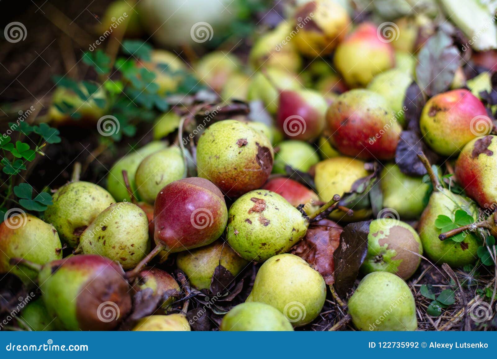 Rotten pears on the ground stock photo. Image of brown - 122735992