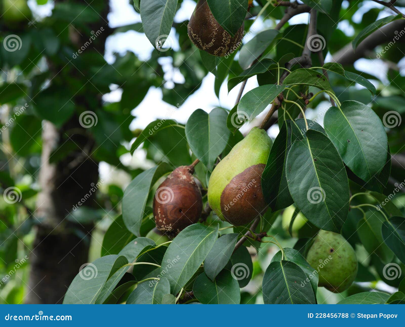 Rotten Pears on a Pear Tree Stock Photo - Image of spoiled, rotten ...