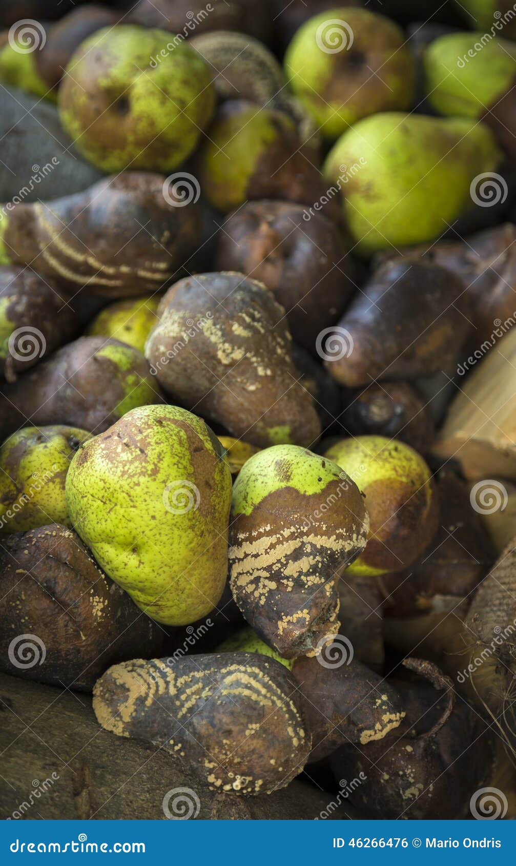 Rotten pears stock photo. Image of green, background - 46266476