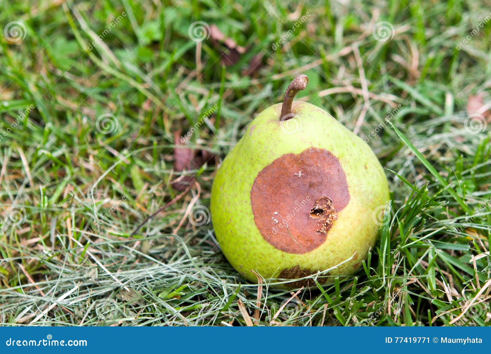 Rotten pears on straw stock image. Image of golden, background - 77419771