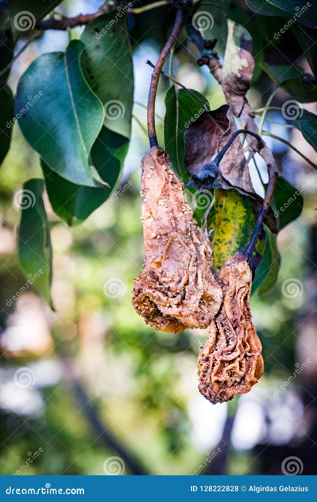 Rotten pears on a tree stock photo. Image of natural - 128222828