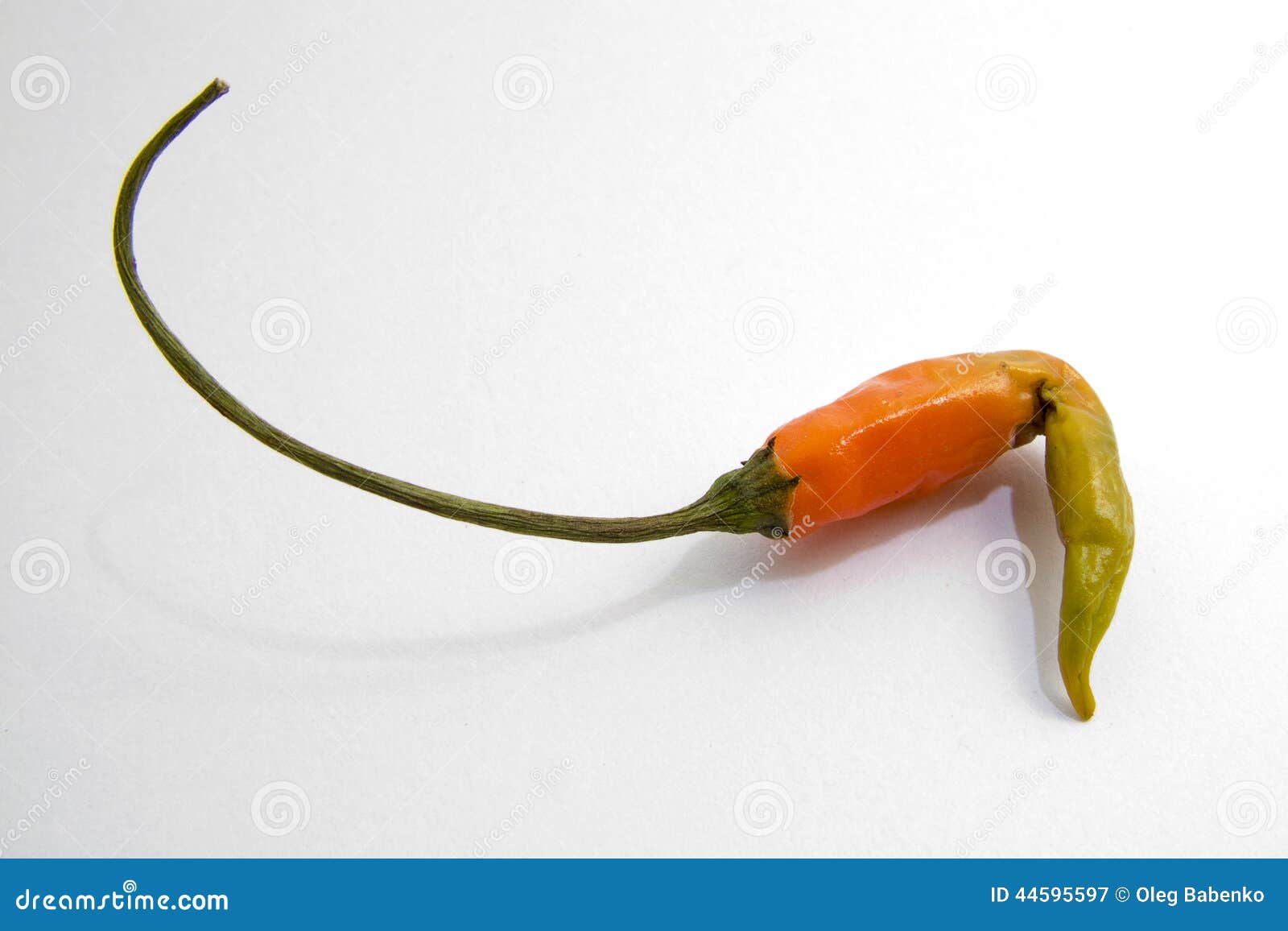 Rotten pepper stock image. Image of chilli, rotten, short - 44595597