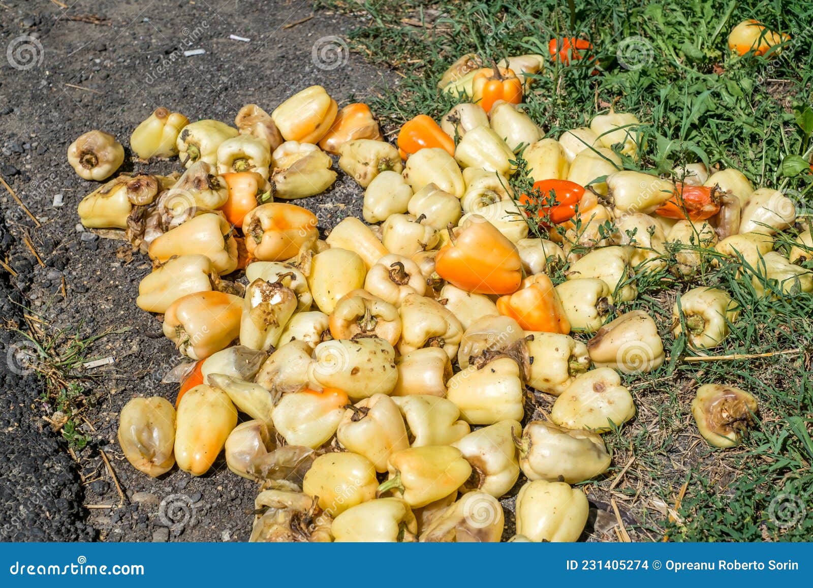 Rotten Bellpepper Isolated On White Royalty-Free Stock Photography ...