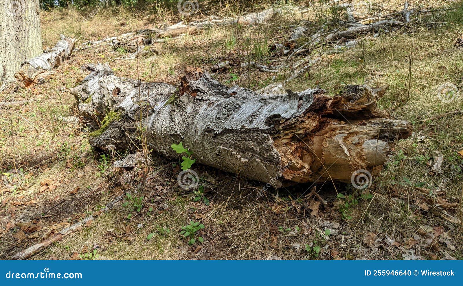 Rotten Piece of Trunk of a Broken Birch Tree after a Storm with Visible ...