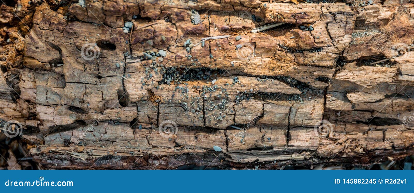 Rotten piece of wood stock image. Image of pattern, forest - 145882245