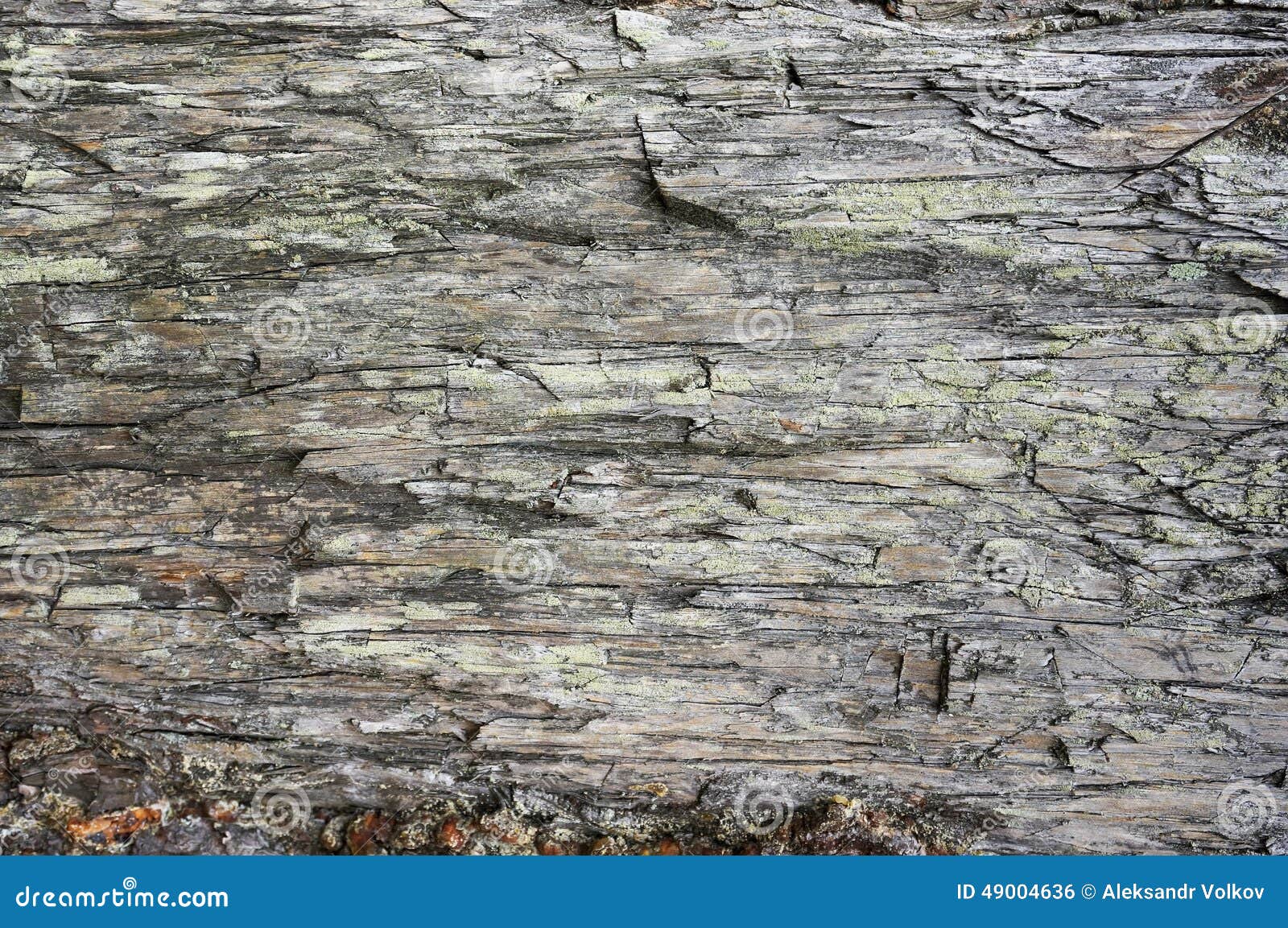 Rotten pine texture stock photo. Image of timber, texture - 49004636