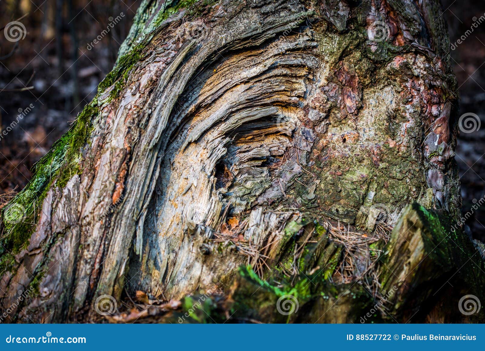 Rotten pine tree bark stock photo. Image of natural, brown - 88527722