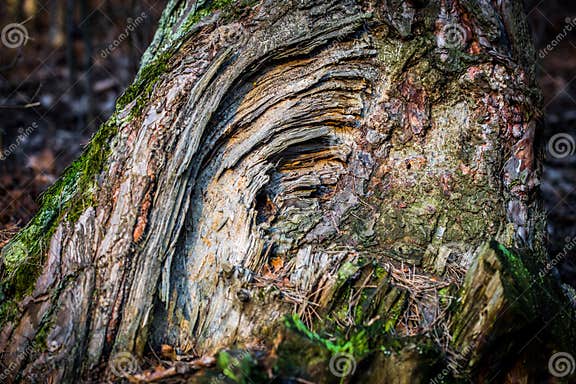 Rotten pine tree bark stock photo. Image of natural, brown - 88527722