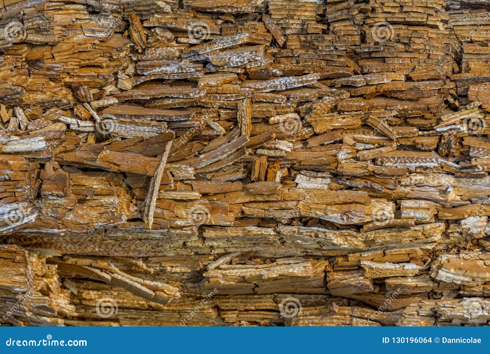 Rotten Pine Tree Trunk with Chipped Layers of Wood, Texture. Stock ...