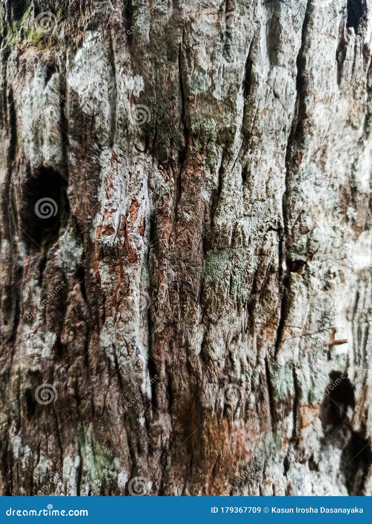Rotten Plant Stem stock image. Image of green, wood - 179367709