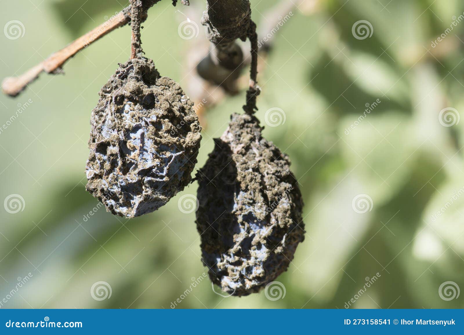 Rotten Plums in the Garden. Fruit Diseases Stock Image - Image of plum ...