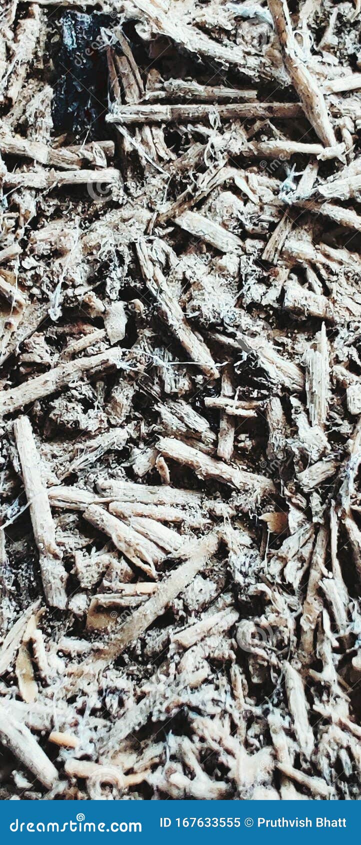 Rotten ply macro HD shot stock image. Image of rotten - 167633555 Rotten ply macro HD shot stock image. Image of rotten - 167633555