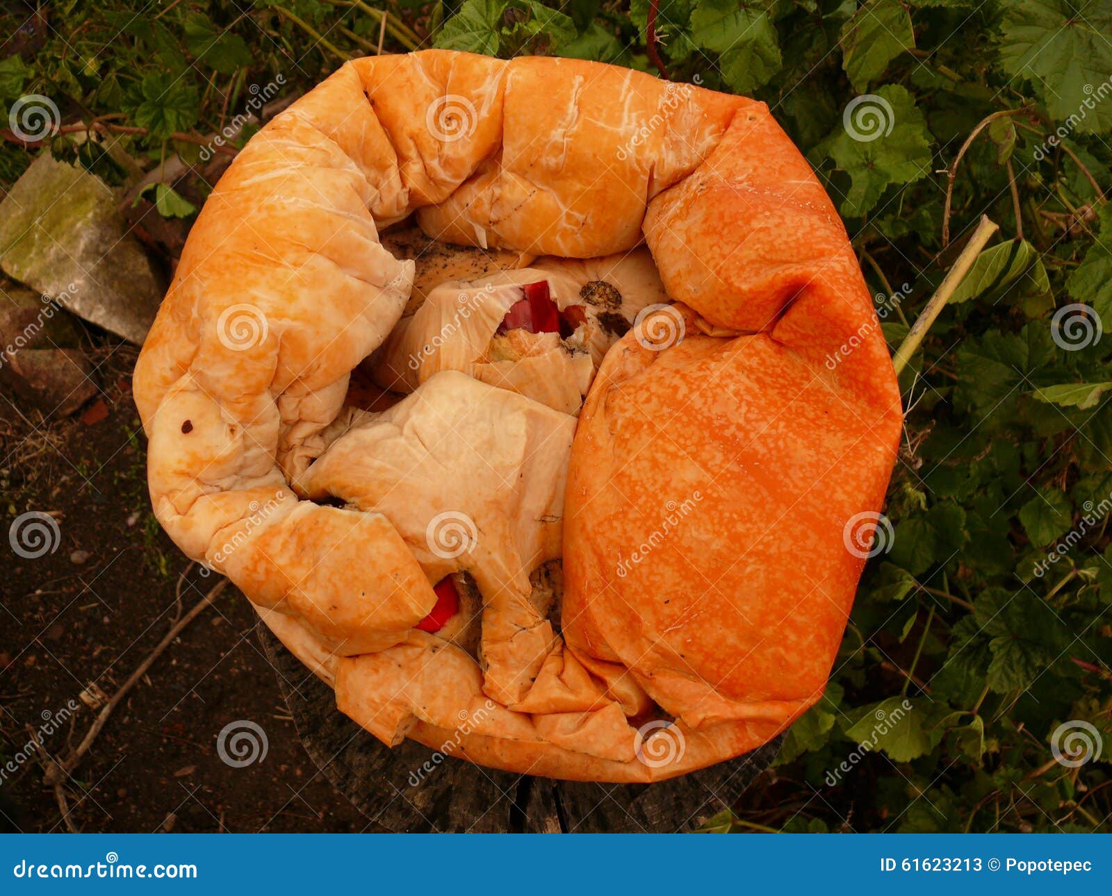 A rotten pumpkin stock image. Image of climbing, black - 61623213