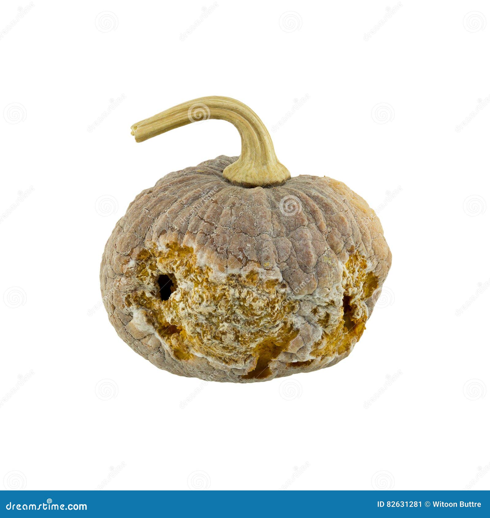 Rotten pumpkin isolated stock image. Image of allergy - 82631281