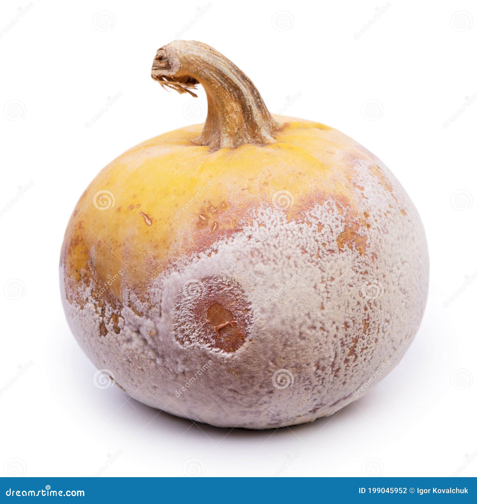 Rotten pumpkin isolated stock photo. Image of damaged - 199045952