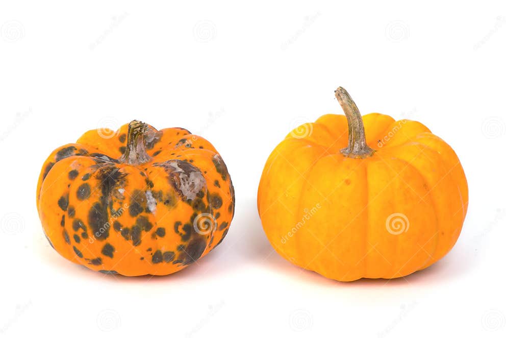 Rotten Pumpkin and Ripe Pumpkin Stock Image - Image of pumpkin, moldy ...
