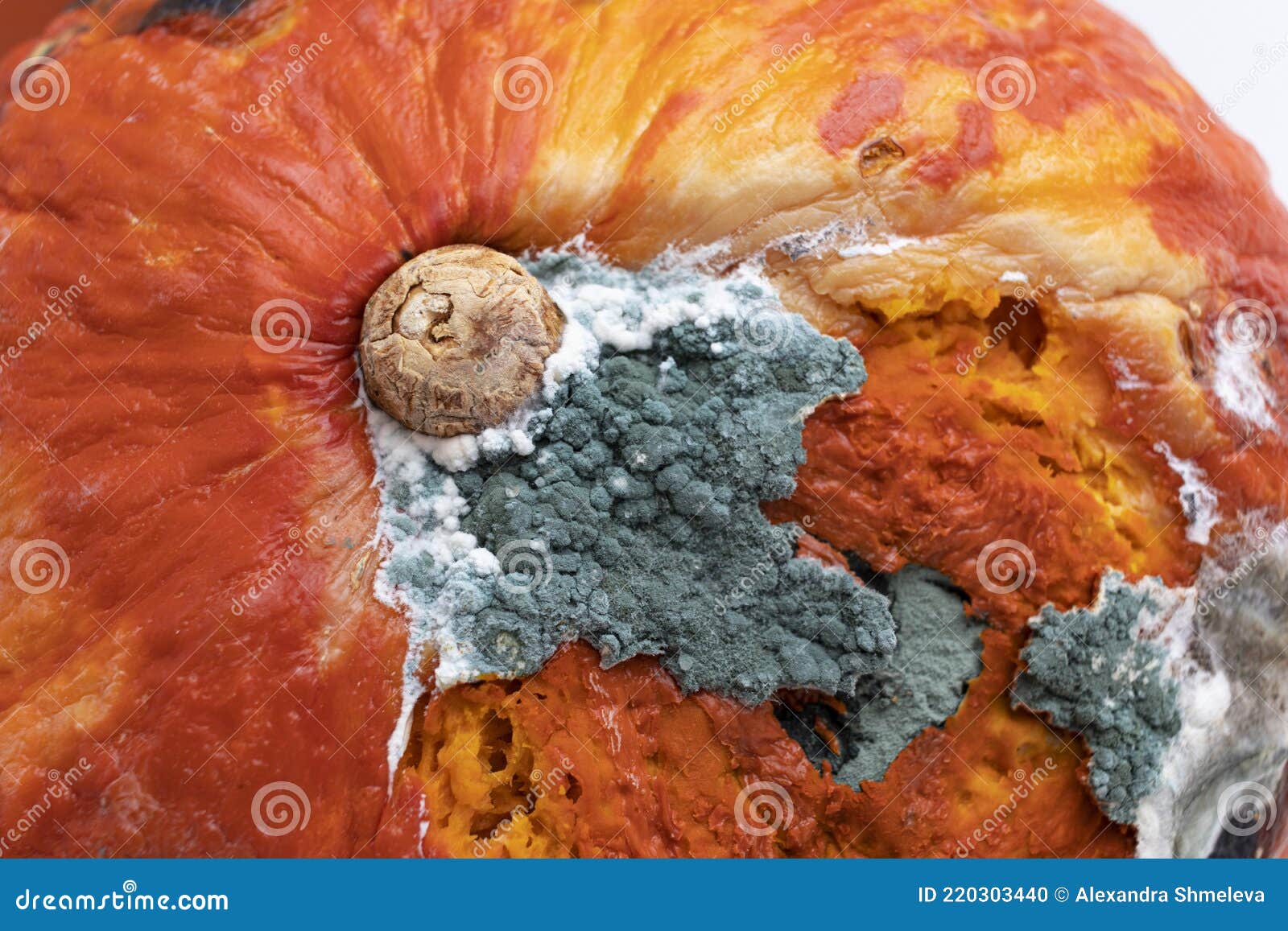 Poison Pumpkin Rotten Stock Photos - Free & Royalty-Free Stock Photos ...