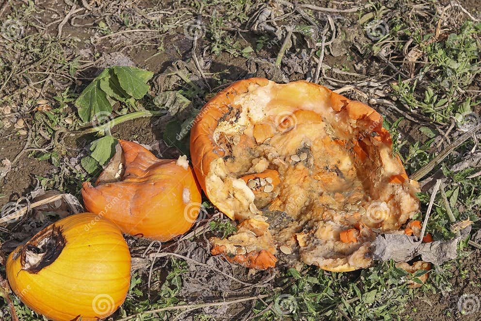 Rotten Pumpkins at the Pumpkin Patch Stock Photo - Image of pumpkin ...