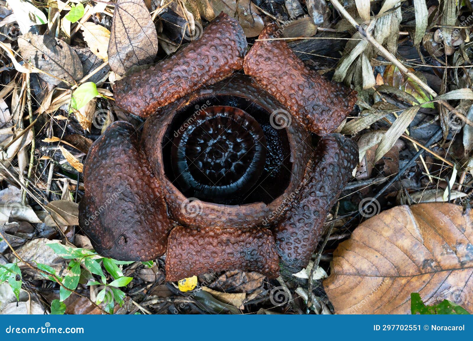 Rotten Rafflesia Tropical Giant Also Know As Corpse Flower Stock Image ...