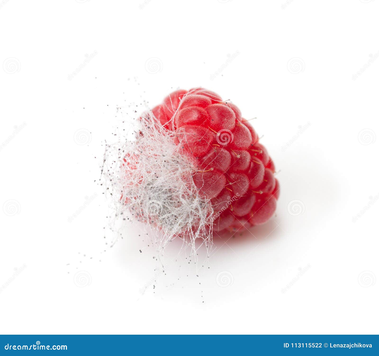 Rotten Raspberry Isolated on White Stock Photo - Image of culture ...