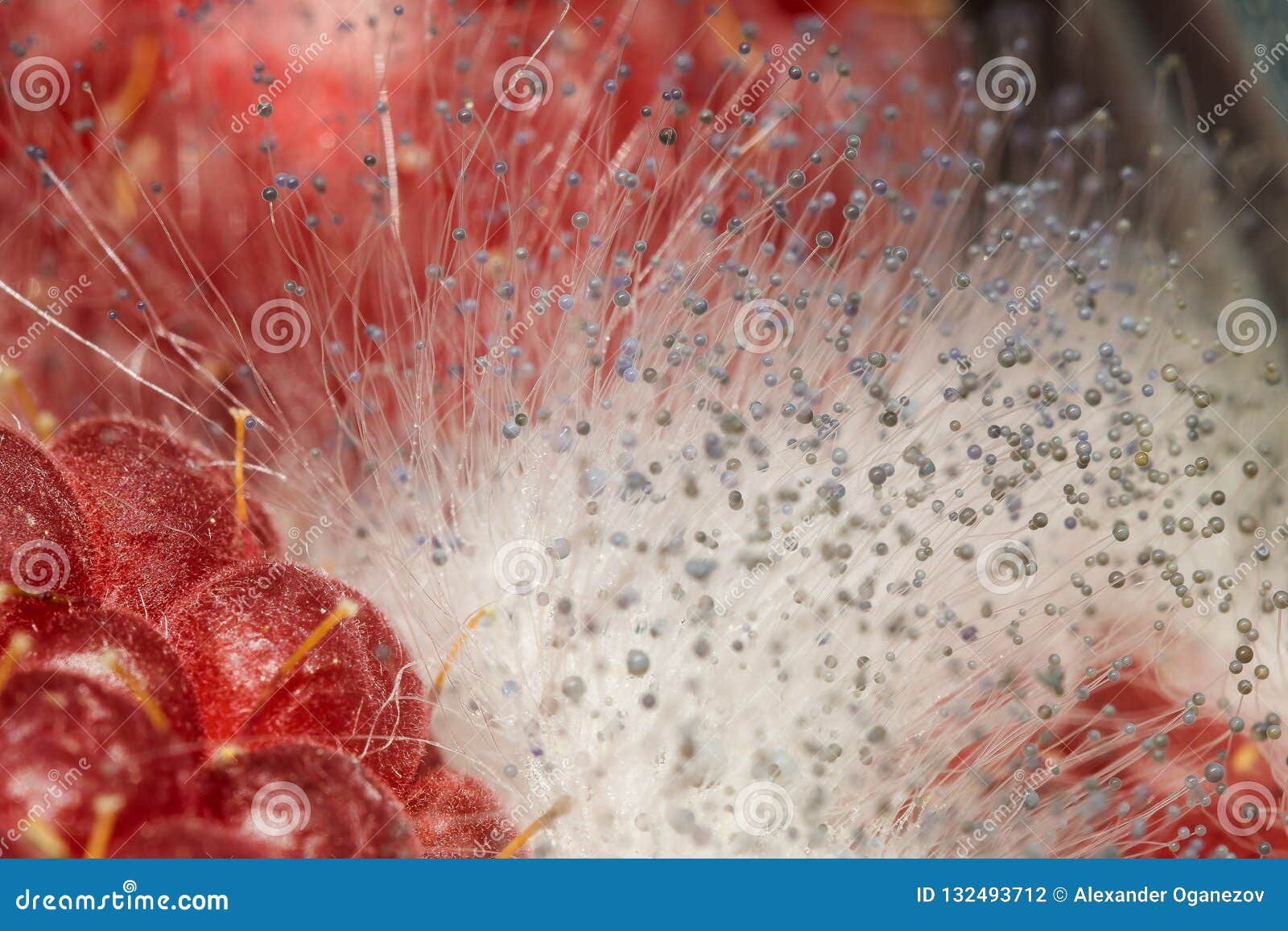 Rotten Raspberry Up Close Macro View Stock Photo - Image of tiny, mold ...