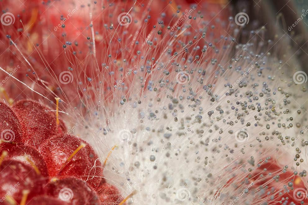 Rotten Raspberry Up Close Macro View Stock Photo - Image of tiny, mold ...