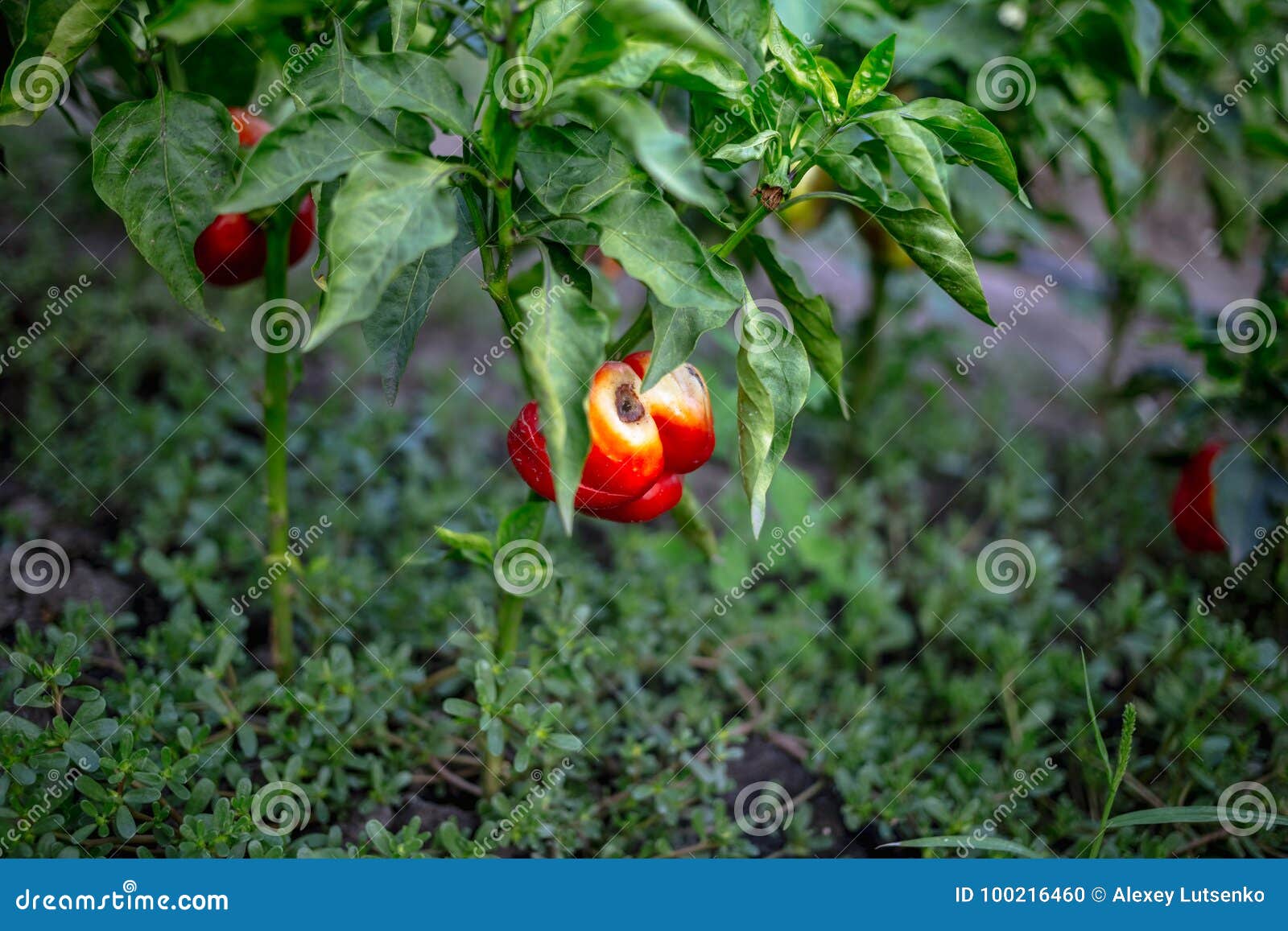 Rotten Red Bell Pepper in the Garden. Stock Photo - Image of green ...