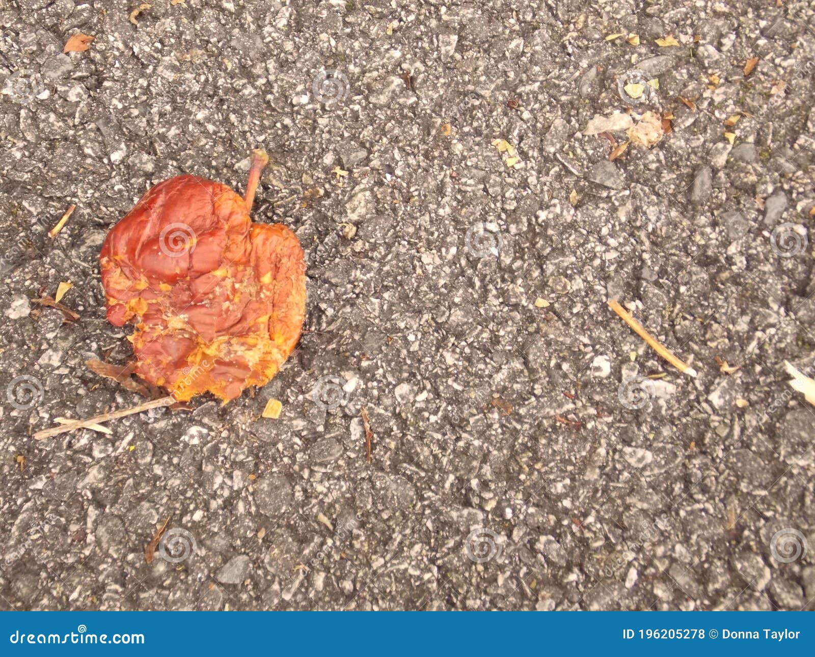 Rotten Red Coloured Apple on Stones Stock Photo - Image of fall ...