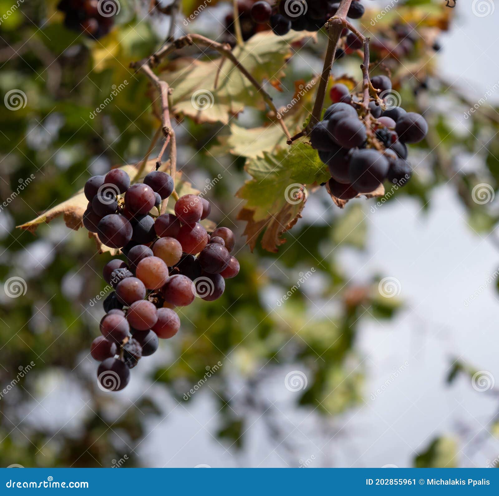 Rotten Red Grapes Infected with Botrytis on the Grape Vine Stock Image ...