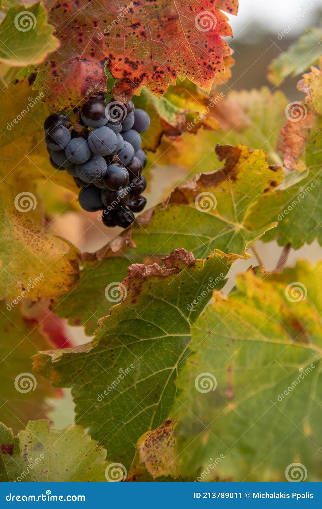 Rotten Red Grapes Infected with Botrytis on the Grape Vine Stock Image ...