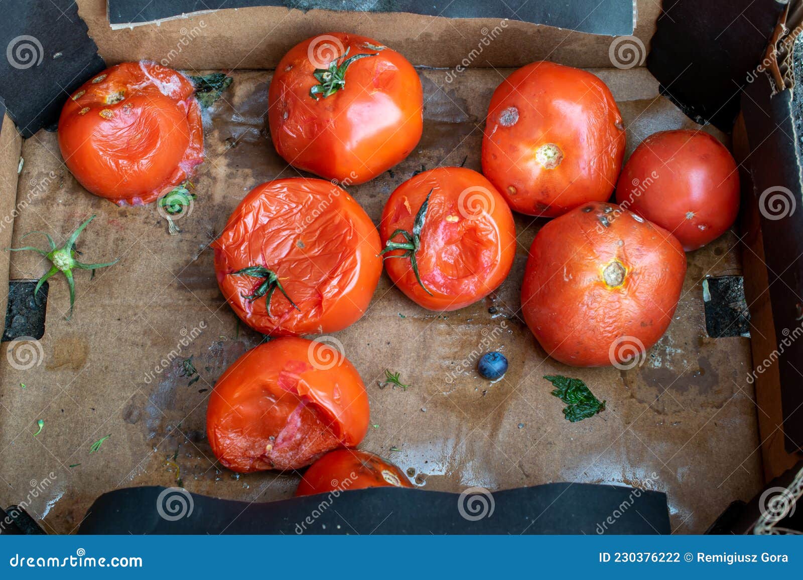Rotten Red Tomatoes. Waste from the Store Stock Photo - Image of garbage, decompose: 230376222