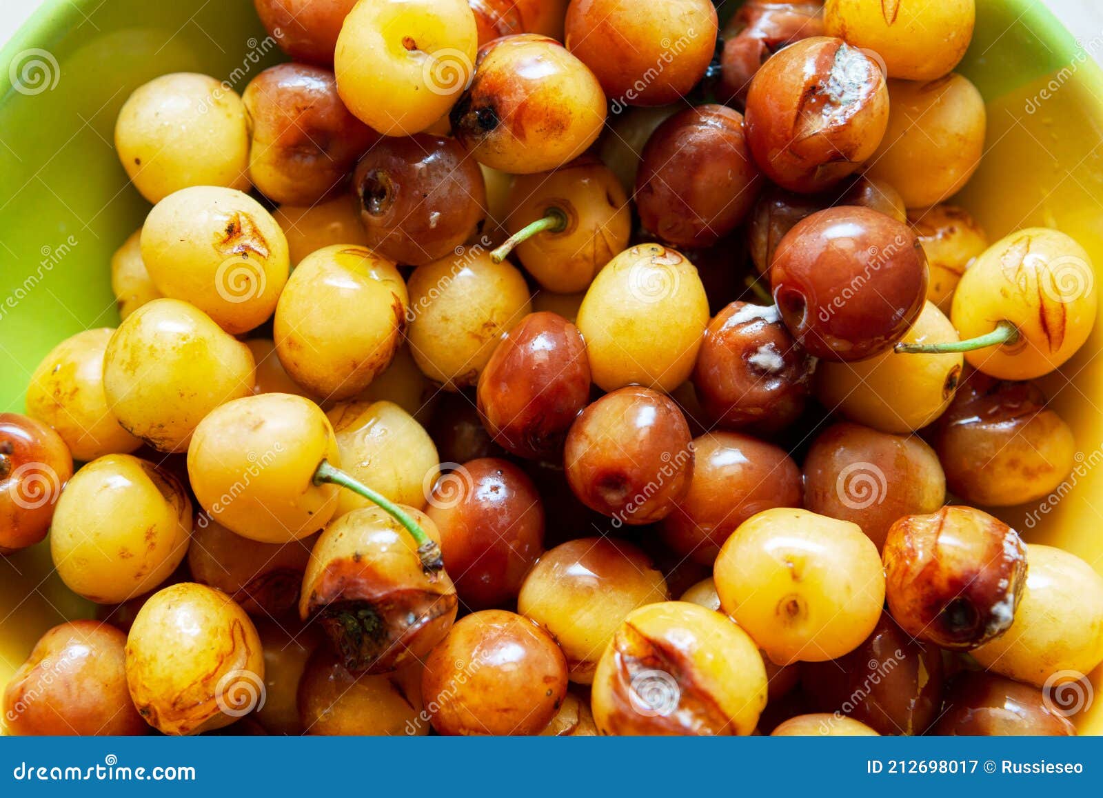 Rotten ripe of cherry stock image. Image of crop, background - 212698017
