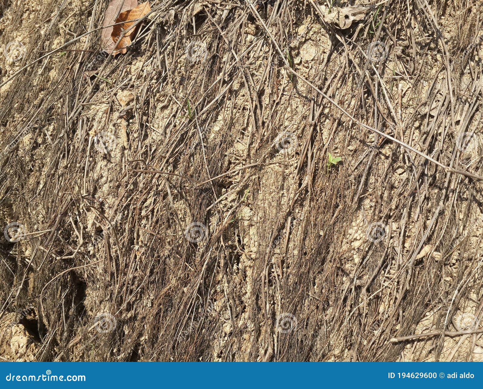 Rotten Root Expression Buried in the Ground 2 Stock Photo - Image of ...