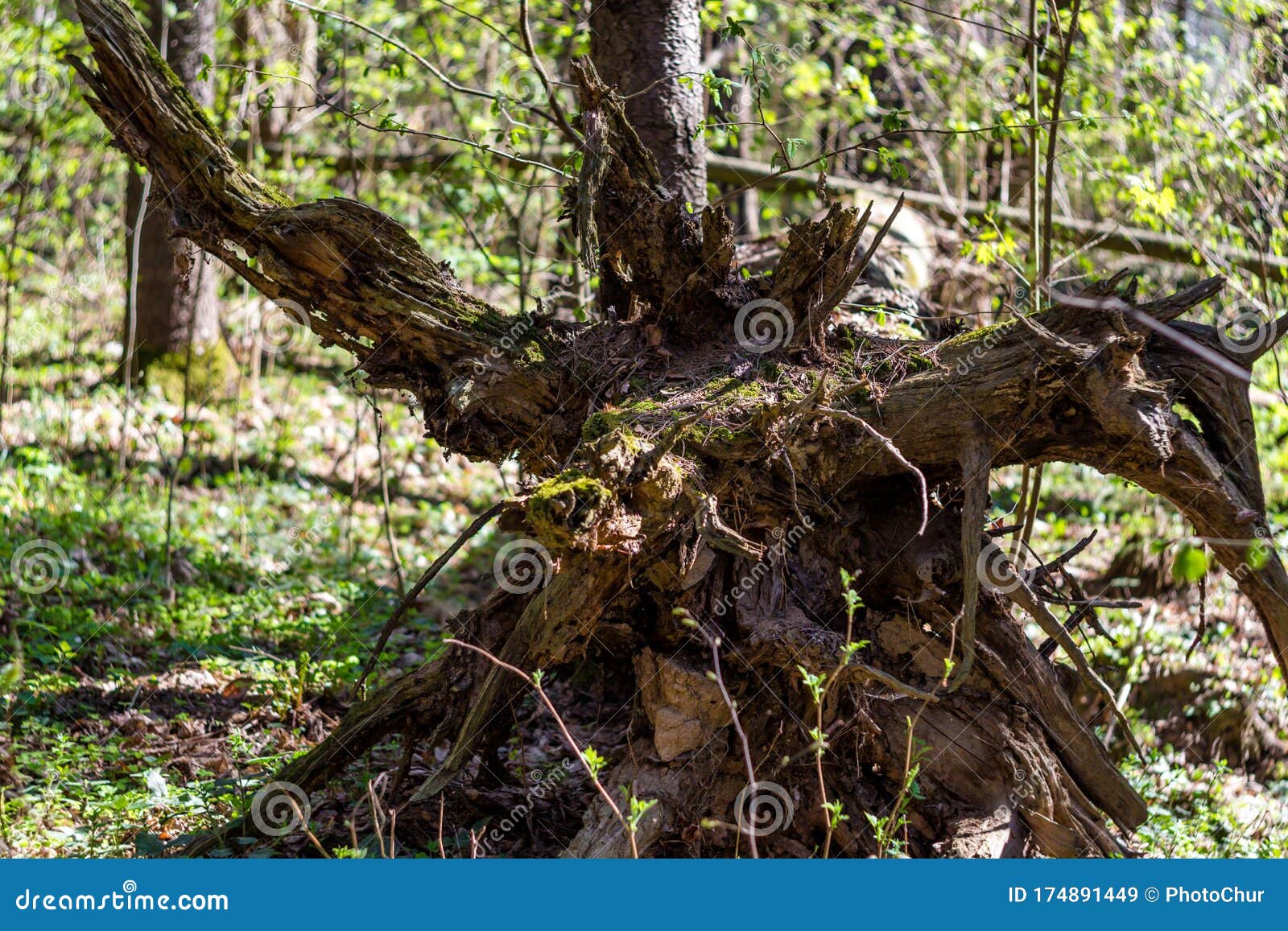 Rotten Root of a Fallen Tree in the Forest Stock Image - Image of tree ...