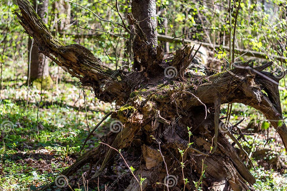 Rotten Root of a Fallen Tree in the Forest Stock Image - Image of tree ...