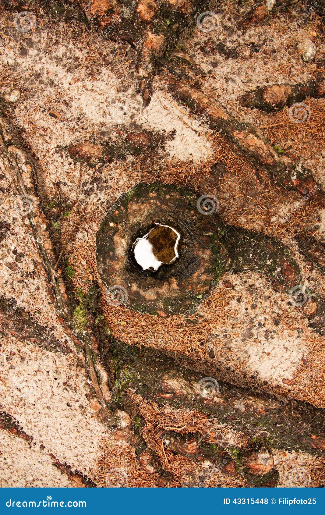 Rotten root stock photo. Image of rugged, detailed, texture - 43315448