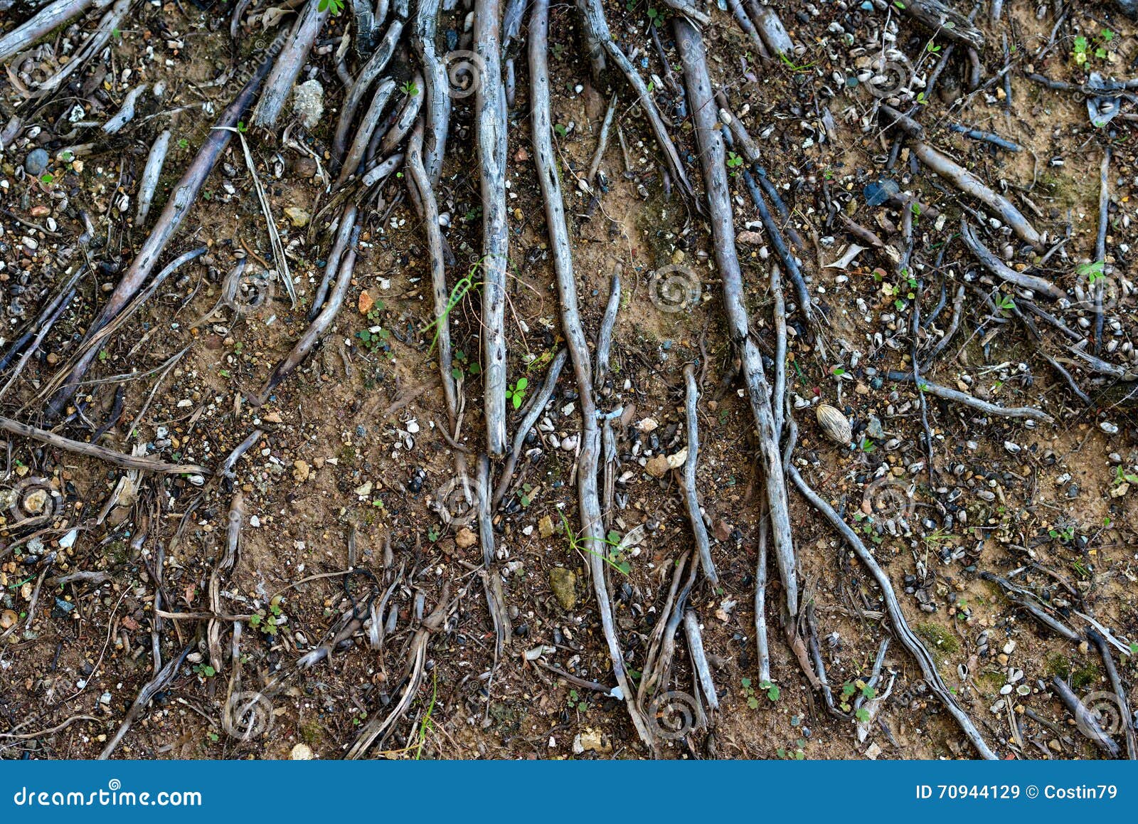 Rotten roots stock image. Image of natural, leaf, moss - 70944129
