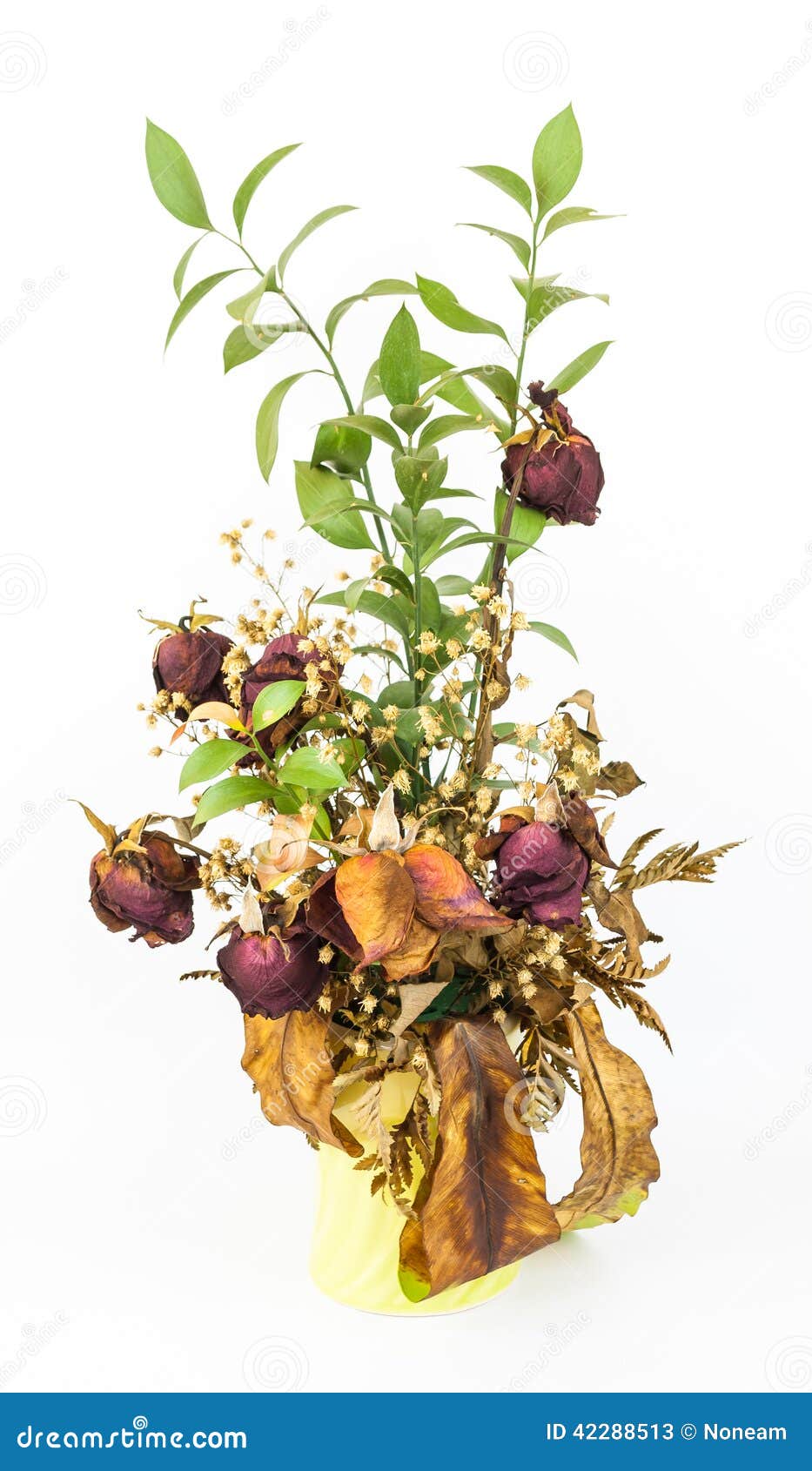 Rotten Roses in Vase, Isolated Stock Image - Image of shrivel, blossom ...