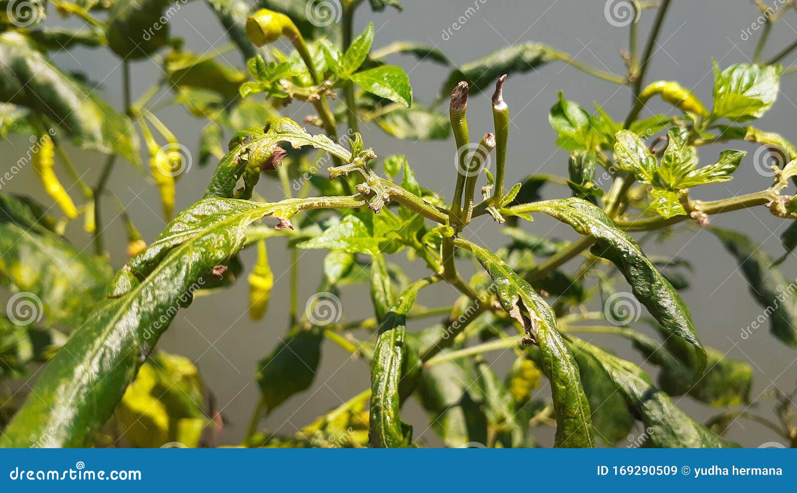 Rotten stock image. Image of rotten, tree, earth, nature - 169290509